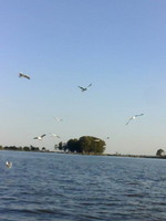 Semanario del Pescador :: ’LAGUNA DE MONTE LO MEJOR CON EL PATERNOSTER ...